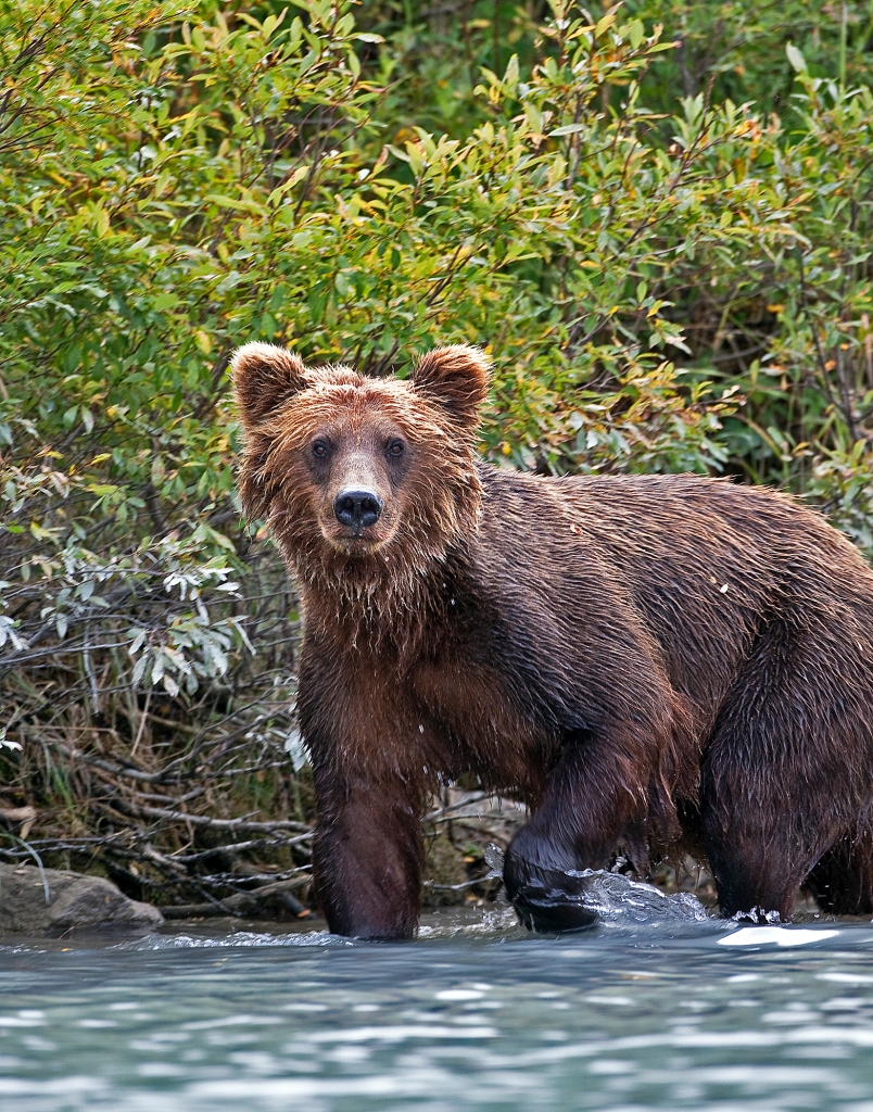images/Animals/Bears/Alaska/5449