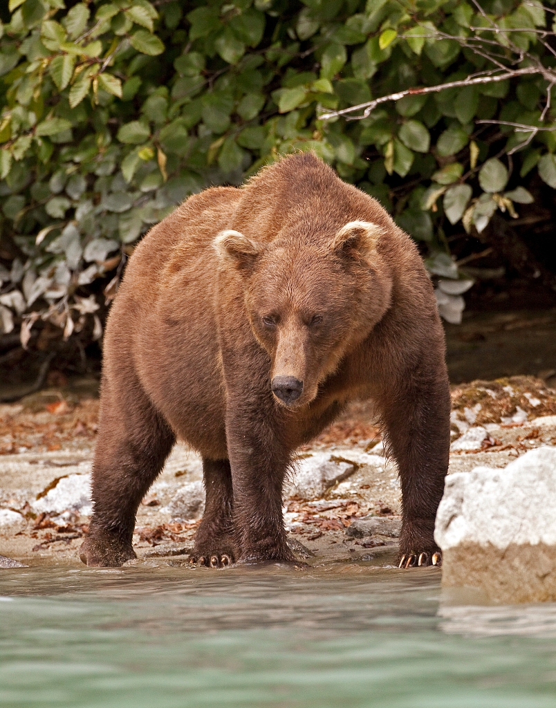 images/Animals/Bears/Alaska/5558