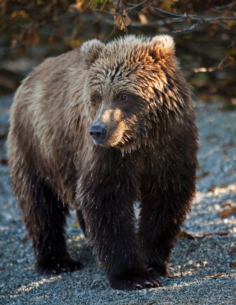 images/Animals/Bears/Alaska/5861
