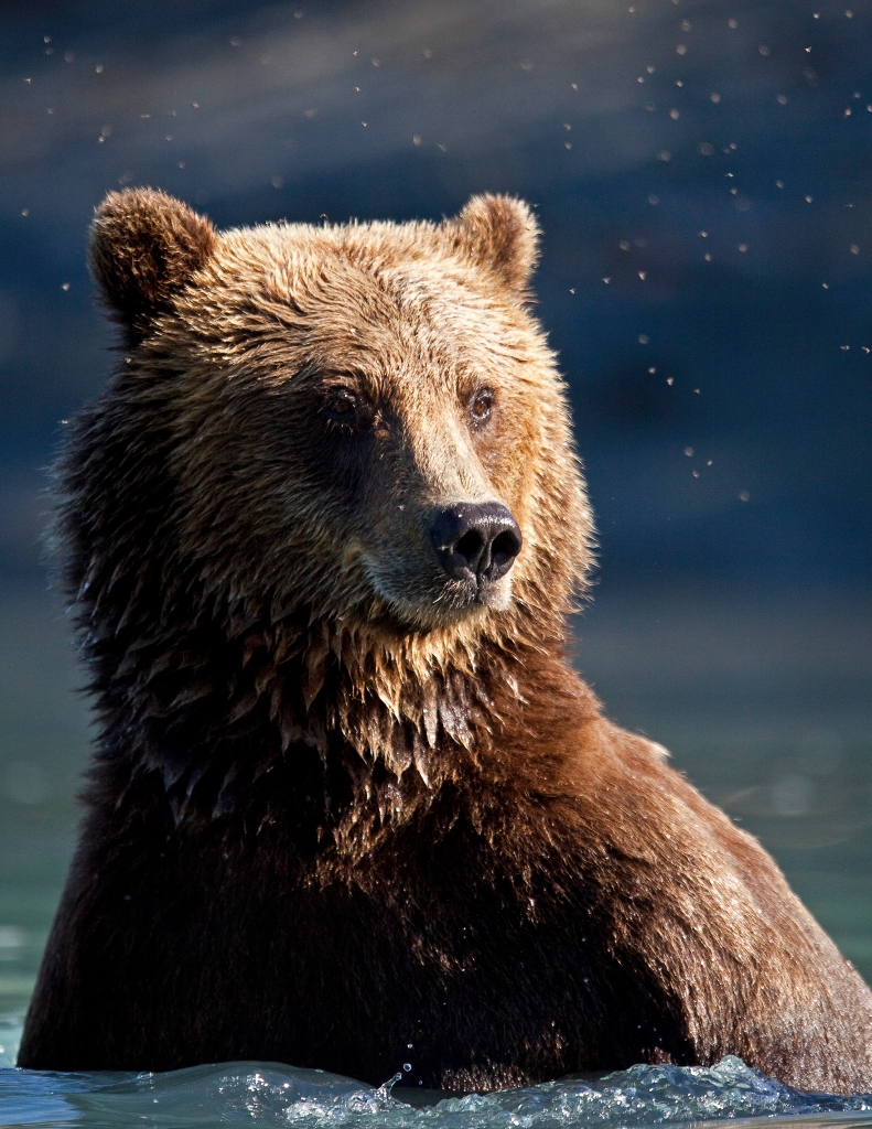 images/Animals/Bears/Alaska/5941