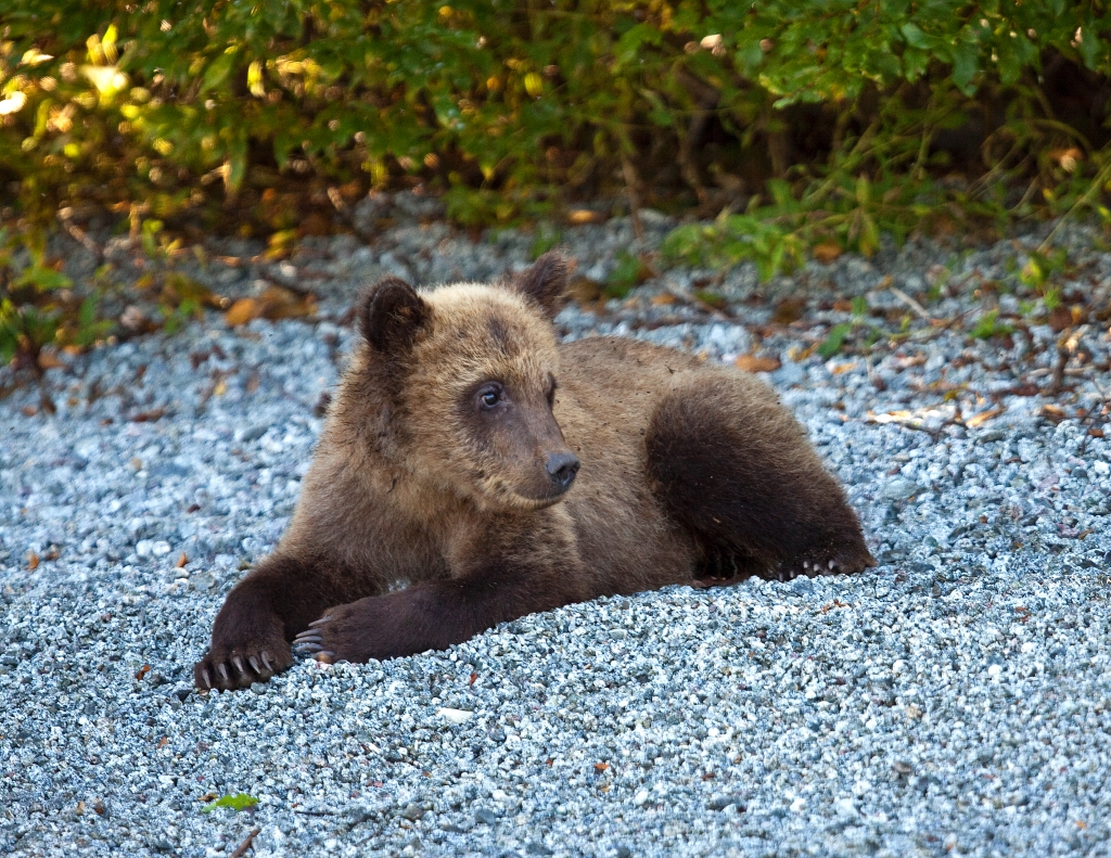 images/Animals/Bears/Alaska/5986
