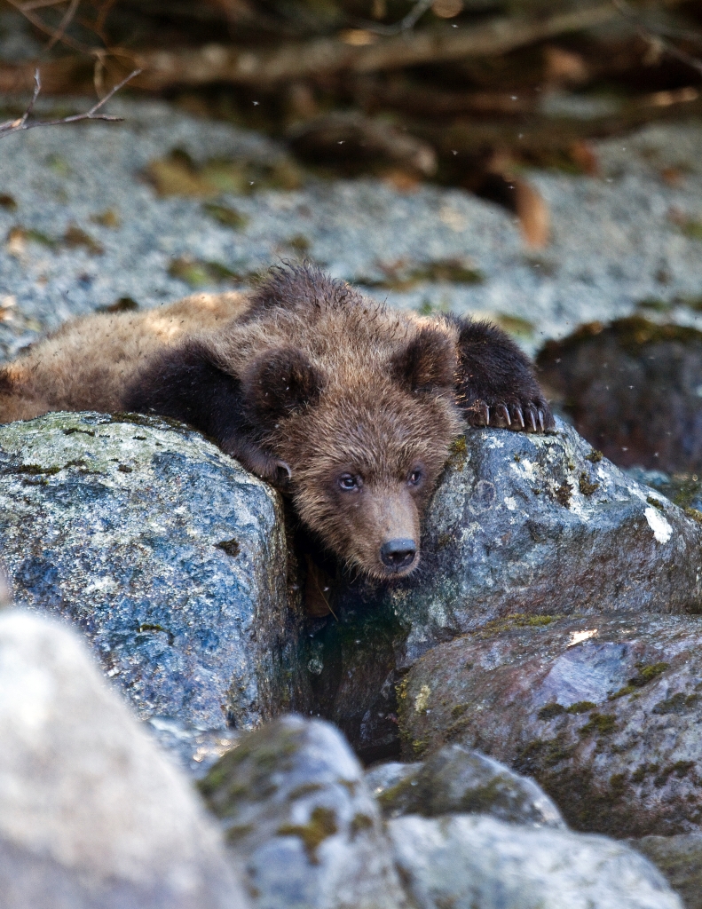 images/Animals/Bears/Alaska/6029