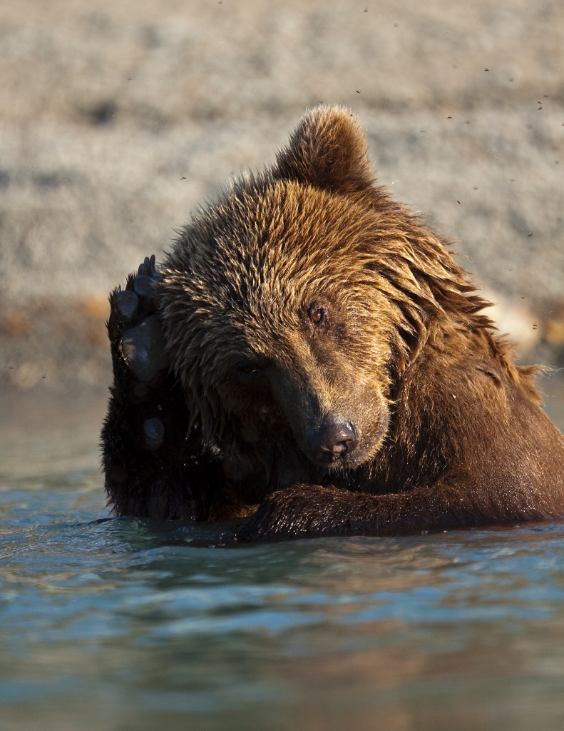 images/Animals/Bears/Alaska/6297