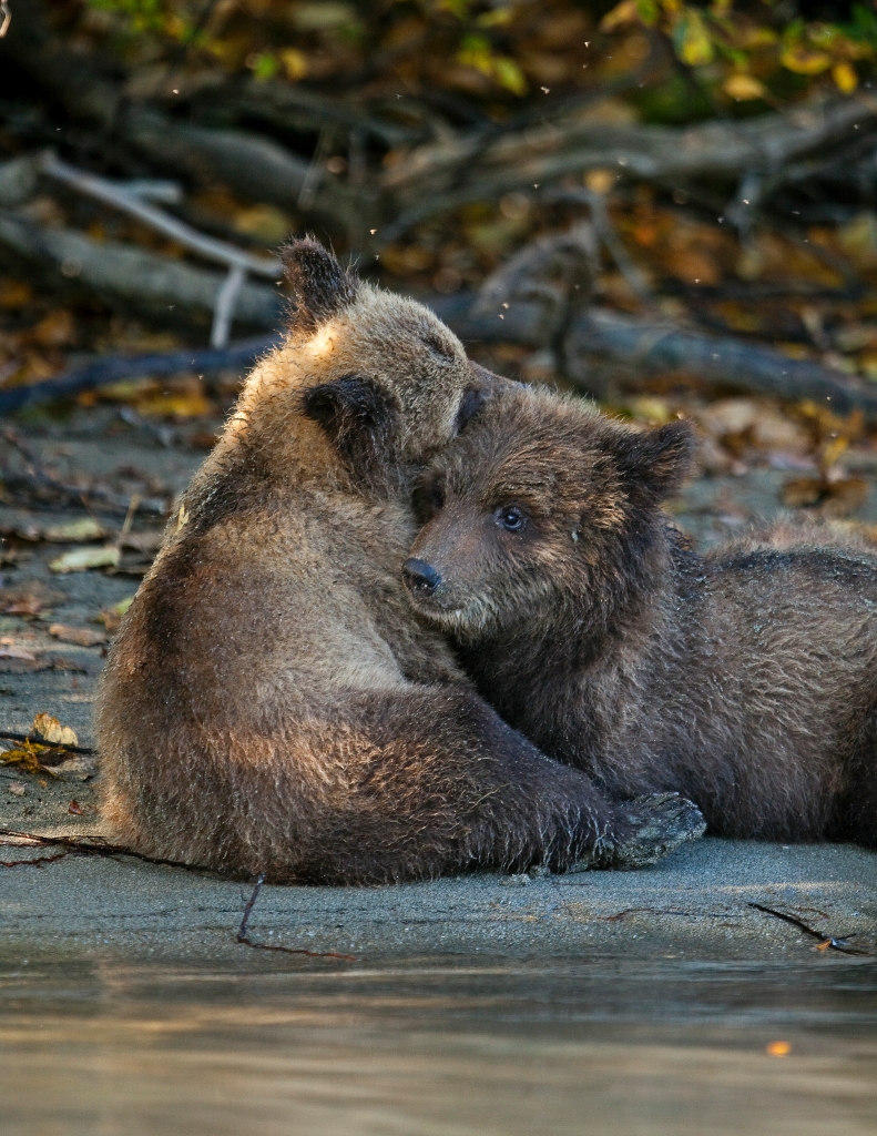 images/Animals/Bears/Alaska/6649