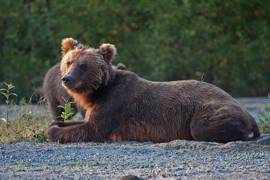 images/Animals/Bears/Alaska/7357