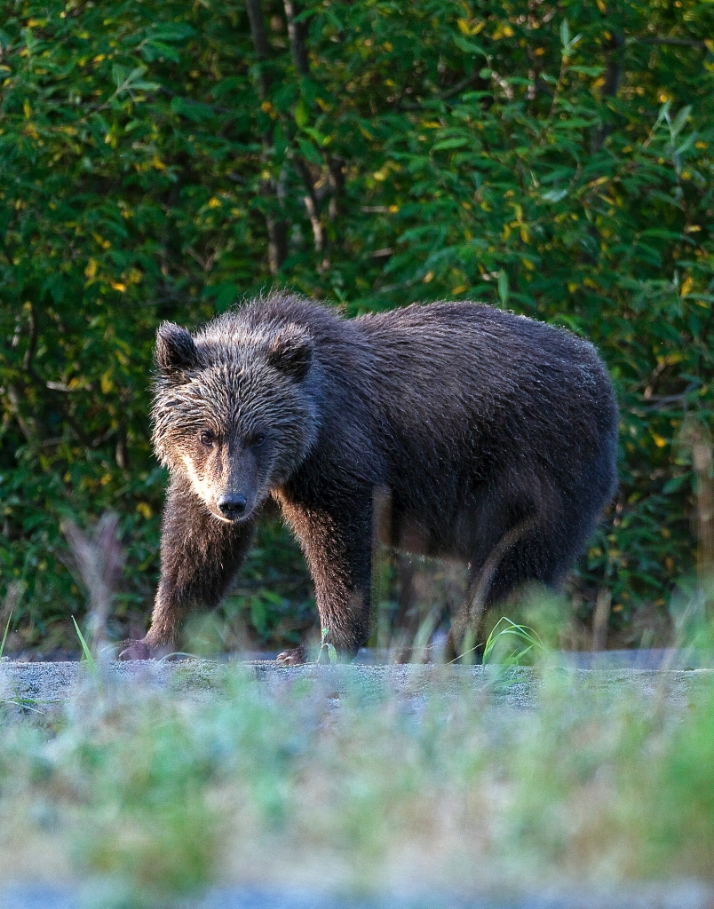 images/Animals/Bears/Alaska/7385