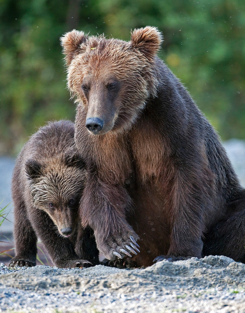 images/Animals/Bears/Alaska/7471