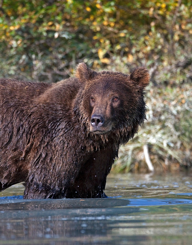 images/Animals/Bears/Alaska/7616