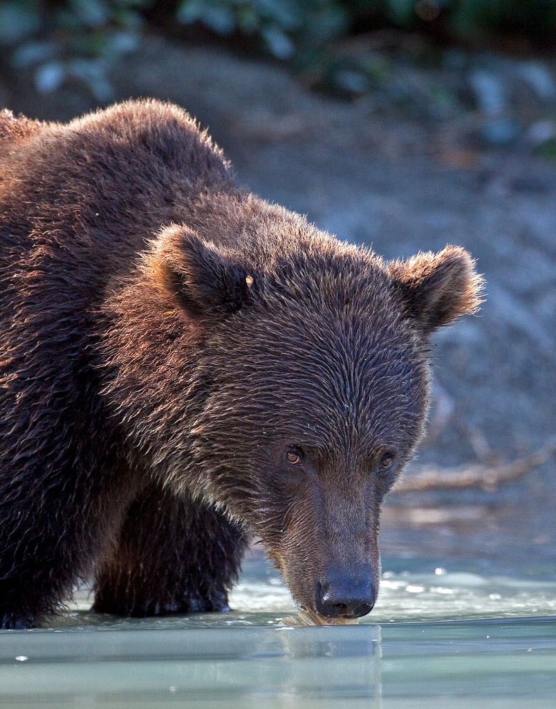 images/Animals/Bears/Alaska/7688