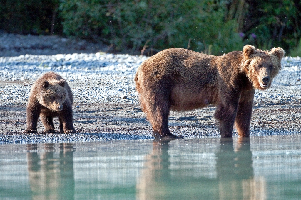 images/Animals/Bears/Alaska/7758