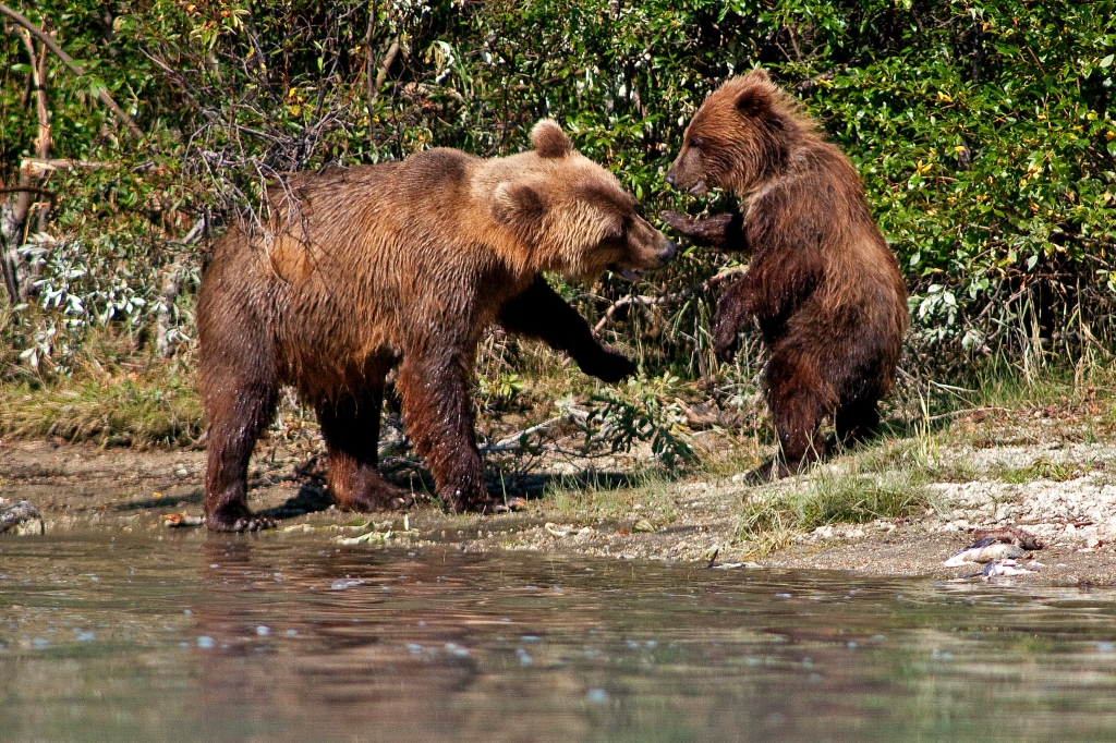 images/Animals/Bears/Alaska/8347