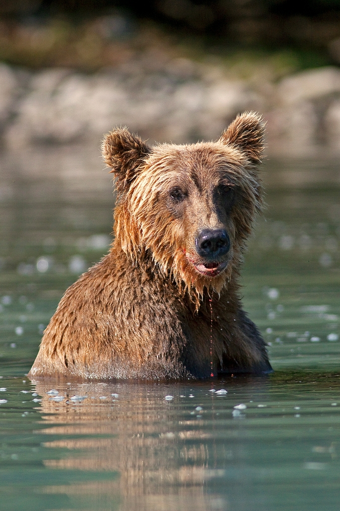 images/Animals/Bears/Alaska/8873