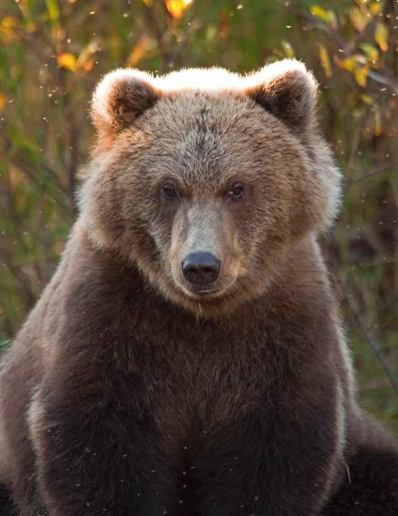 images/Animals/Bears/Alaska/8873