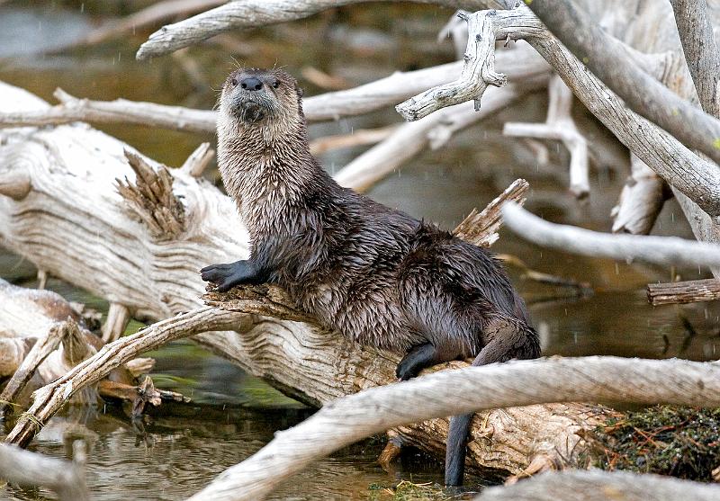 mwallerphotos.com/Animals/River Otters/7533