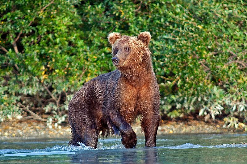 mwallerphotos.com/Animals/Alaska 2009/Bears/7264