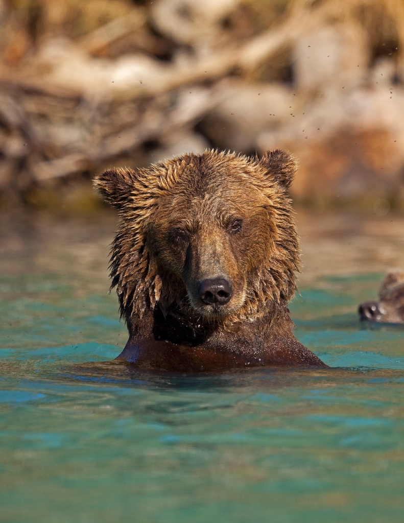 images/Animals/Bears/Alaska/5558