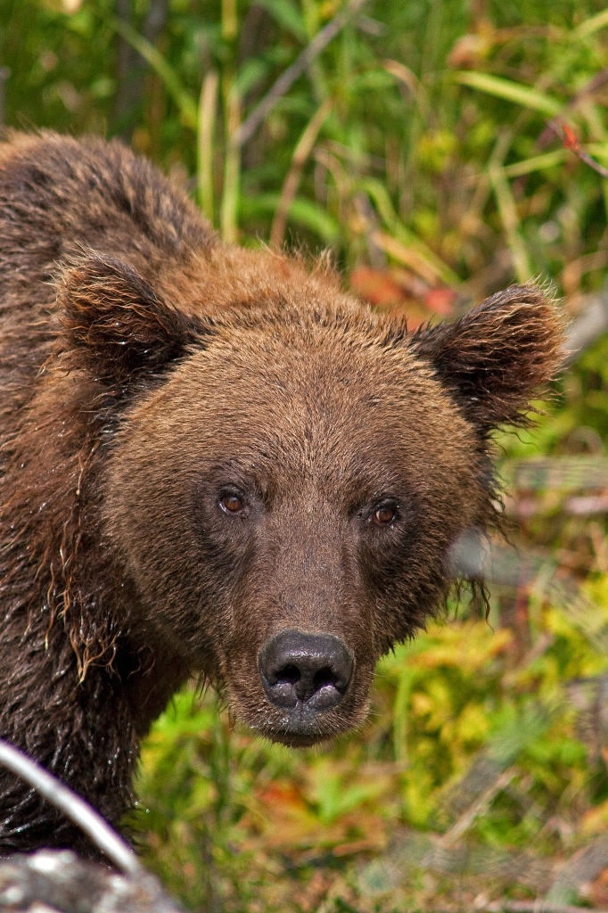 images/Animals/Bears/Alaska/6729