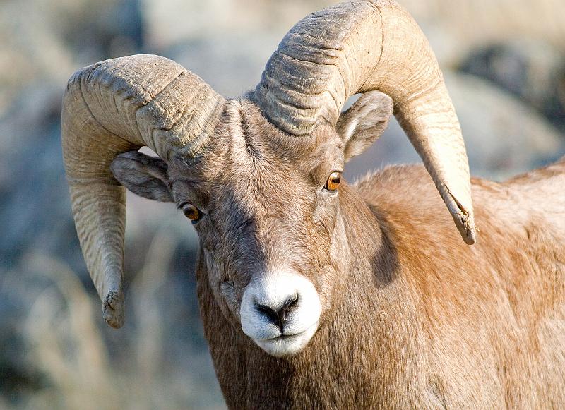 mwallerphotos.com/Animals/Big Horns/4390