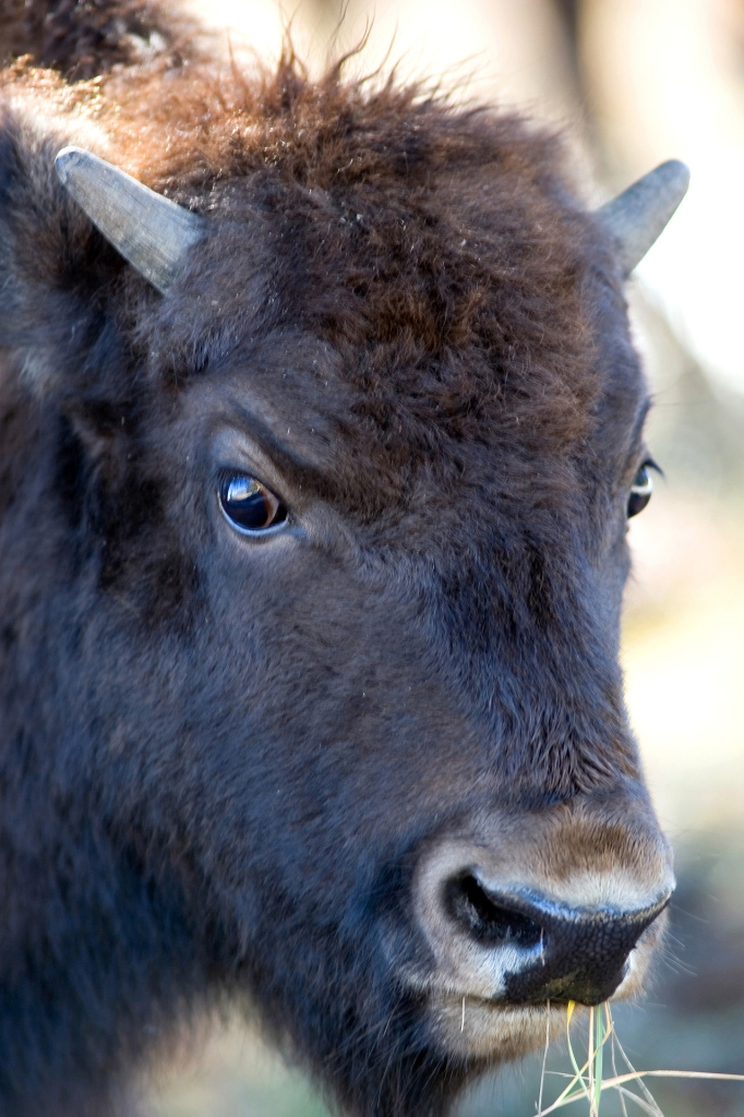 images/Animals/Buffalo/3578