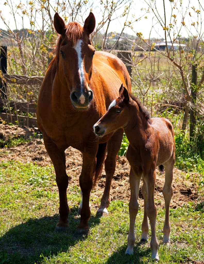 images/Animals/Horses/5686